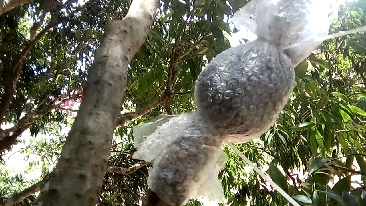 CLONAX, USADA NA ALPORQUIA DE JABUTICABA, UM NOVO PRODUTO NO MERCADO ...
