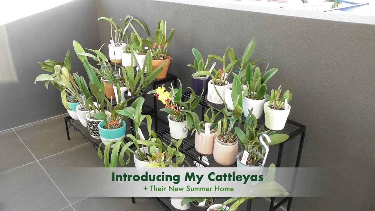 My Cattleyas: Intro to my Collection + Their new Summer Home - YouTube