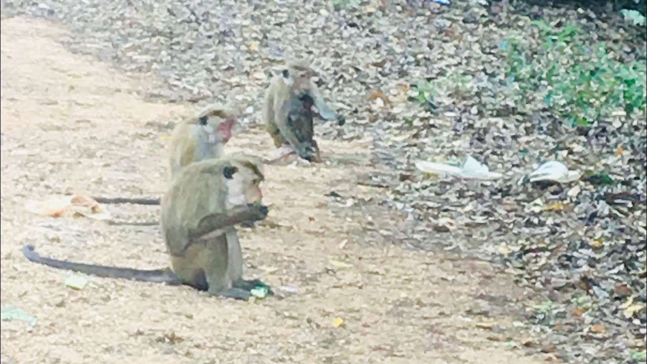 Wild monkey zone animal feeding tomato, wild animal feeding .monkey ...