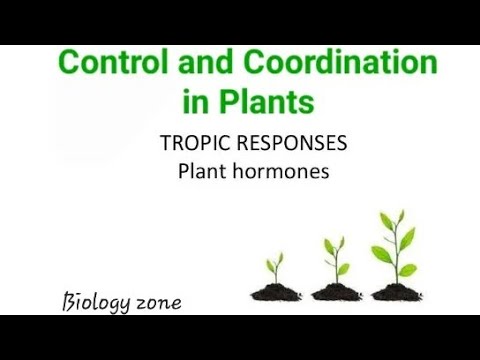 Control and Coordination in Plants || Tropic movements|| Plant hormones ...