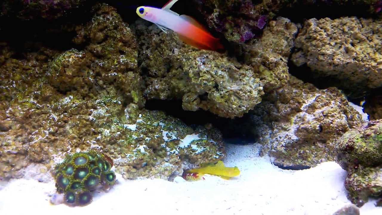 Yellow Watchman Goby, Fire Fish, and Pistol Shrimp at feeding time 3 ...