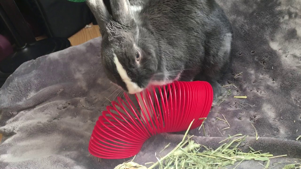 Cute Bunny Playing With a Slinky - YouTube