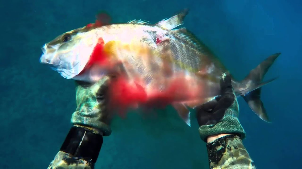 kraken spearfishing - YouTube