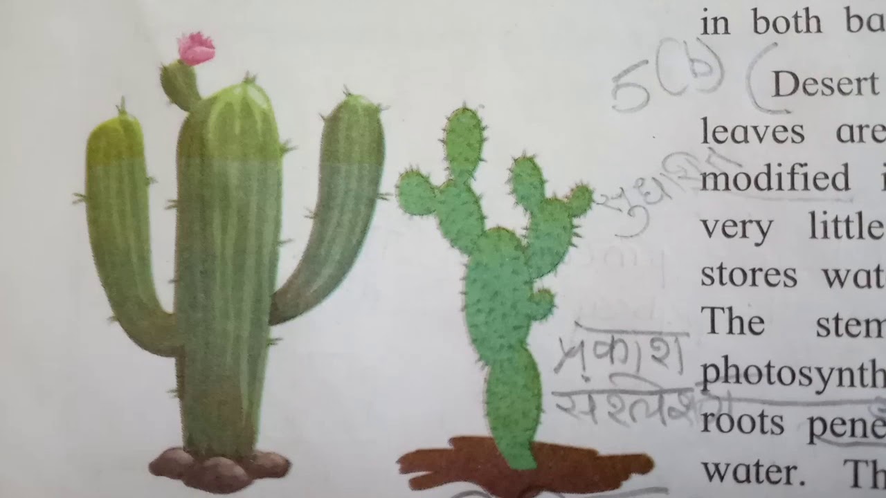 7th Std English Medium Science 1st Lesson Questions And Answers 7th-std-english-medium-science-1st-lesson-questions-and-answers