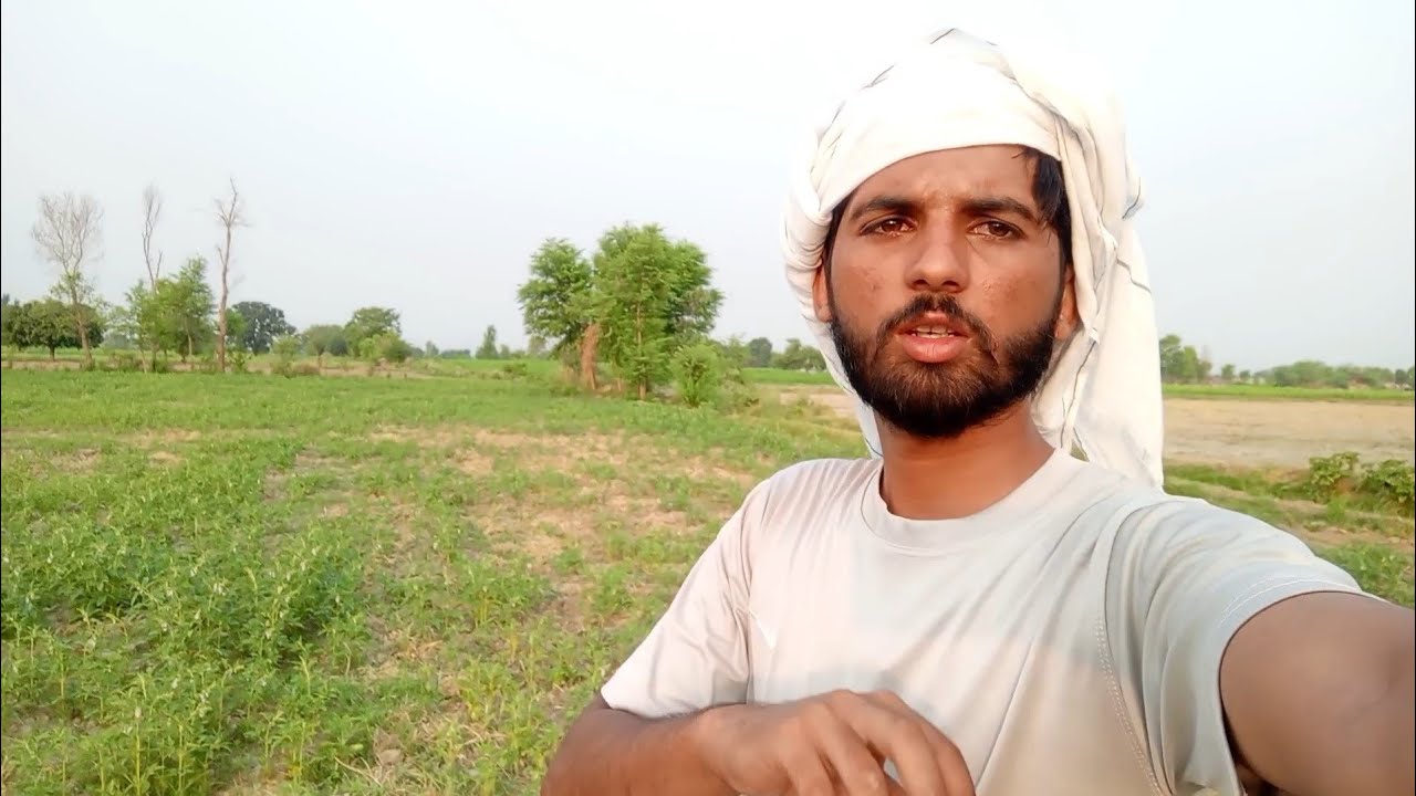 How to prevent flower shedding of sesame crop|| tilli ki fasal ky phoul ...