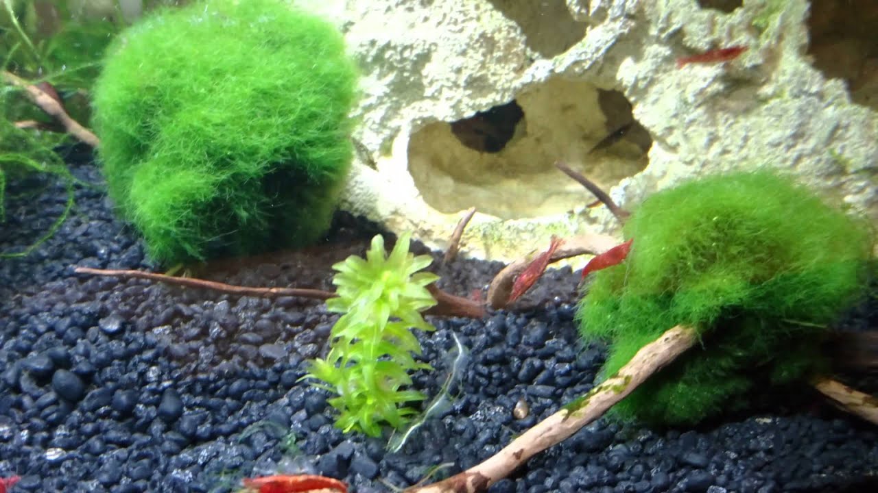 Garnélás akvárium - YouTube