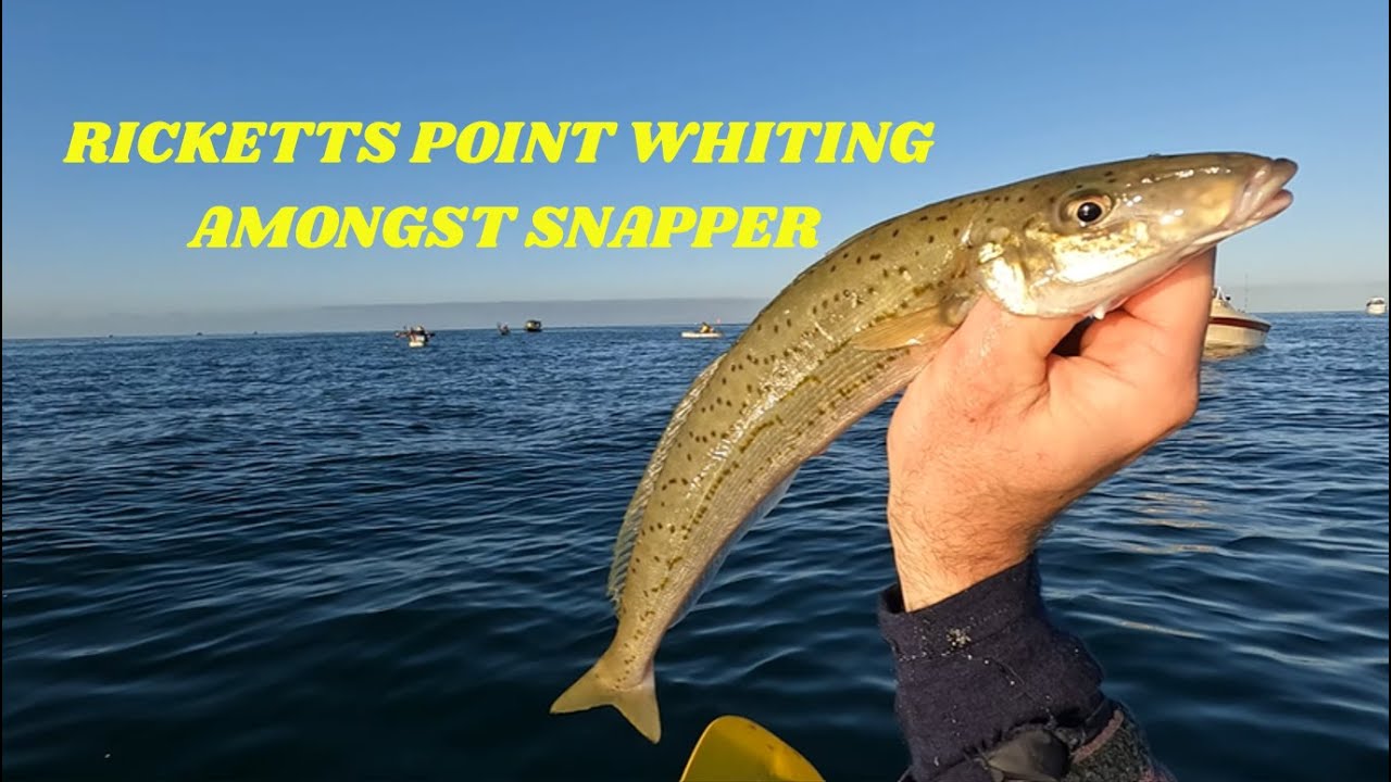 Ricketts Point, Whiting on soft plastic! - YouTube