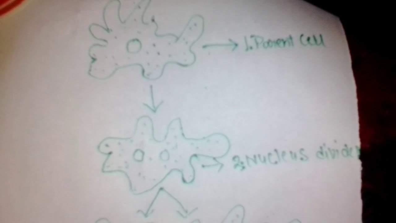 Cell division of AMOEBA - YouTube