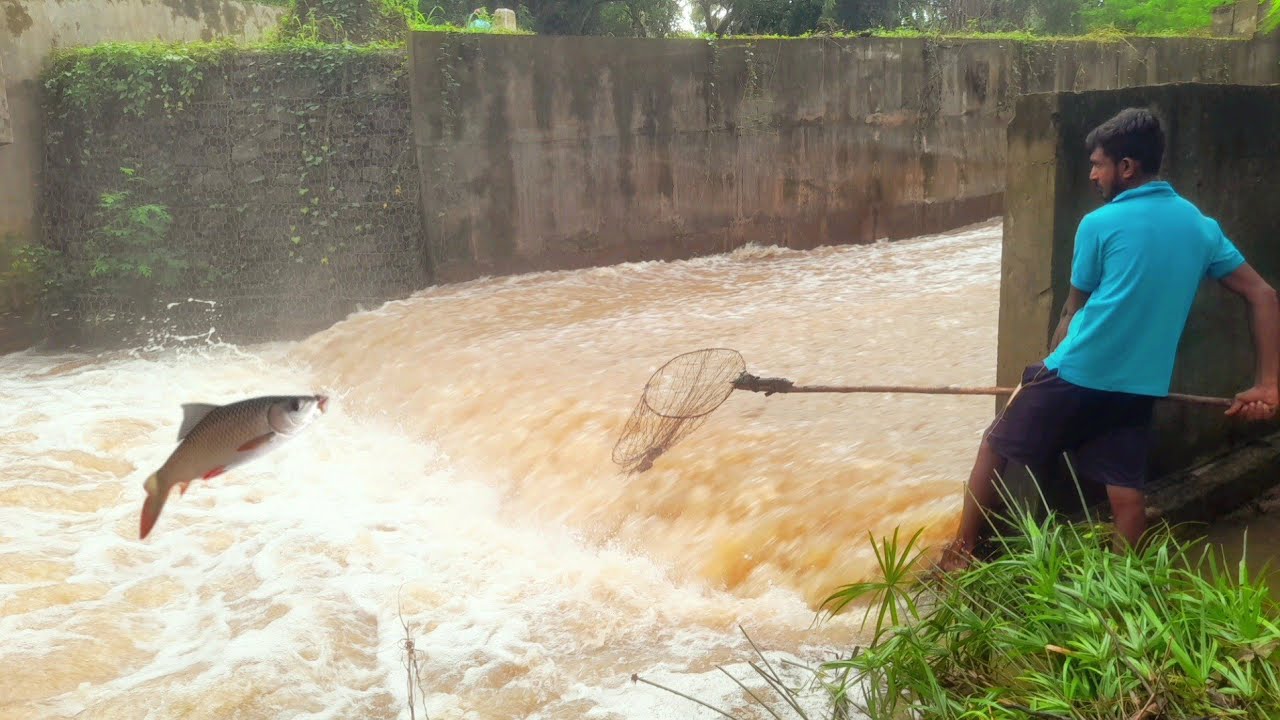 Fishing jumping !!!! Big Fishing Video !!!! ලොකුමාළු පනින පැනිල්ල ...