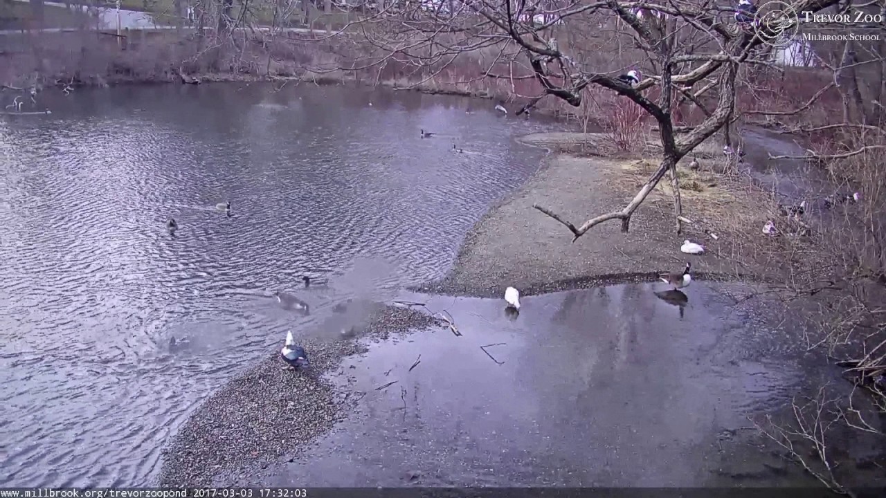 TZ Video 2017 03 03 173100 A GATHERING ON MID BEACH MUD FLIES OUT - YouTube