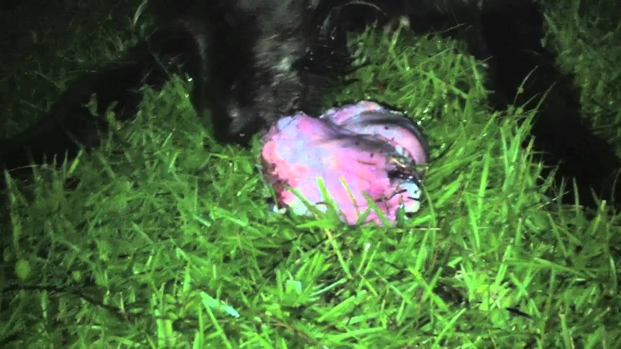 Zooey's Pig - Prey Model Raw Diet for Dogs - YouTube