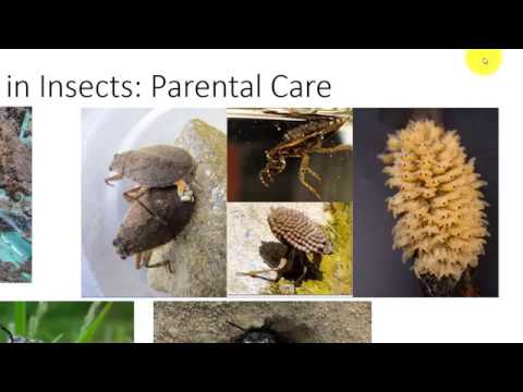 Insect Societies - YouTube