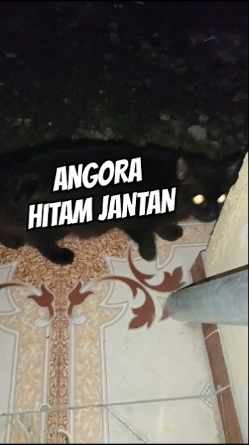 Angora Hitam Jantan #shorts #cat #trending #cute - YouTube