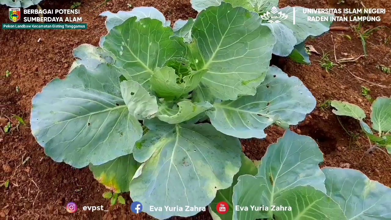 Potensi Alam Desa Landbaw, Kec. Gisting, Kab. Tanggamus - YouTube