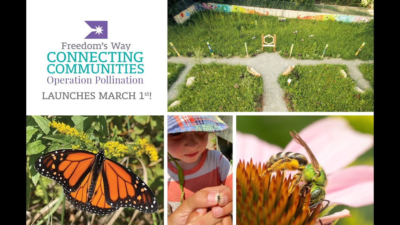 Creating Pollinator Habitat with Farm Bill Conservation Programs - YouTube