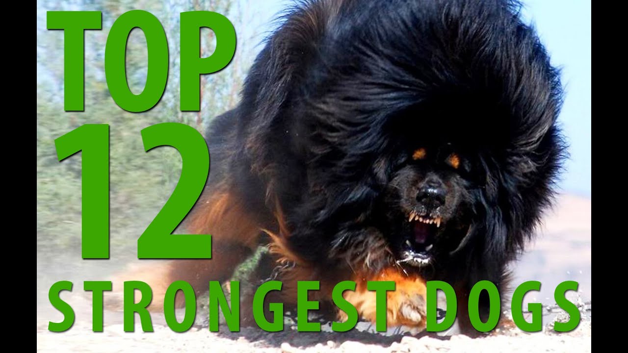 Top 12 Strongest Dogs YouTube top-12-strongest-dogs-youtube