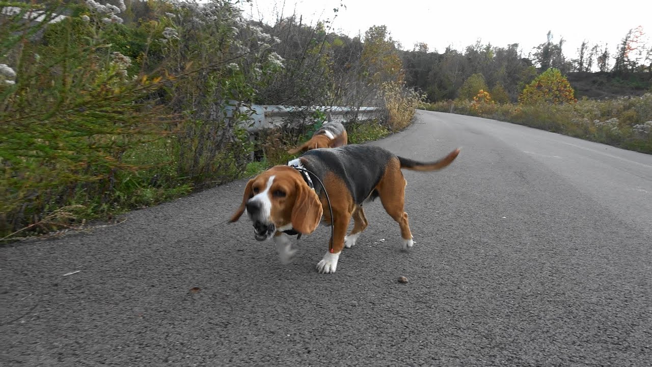 Skyview's Beagles Rabbit Run Down Blacktop Road 10-25-24 - YouTube