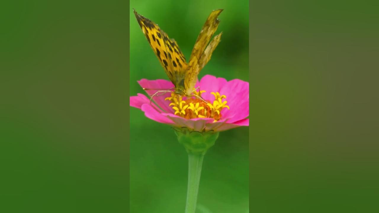 Feel the Energy By Katnip, Emmi - Best song to boost your mood, #short, #peace, #happy, #relax ...