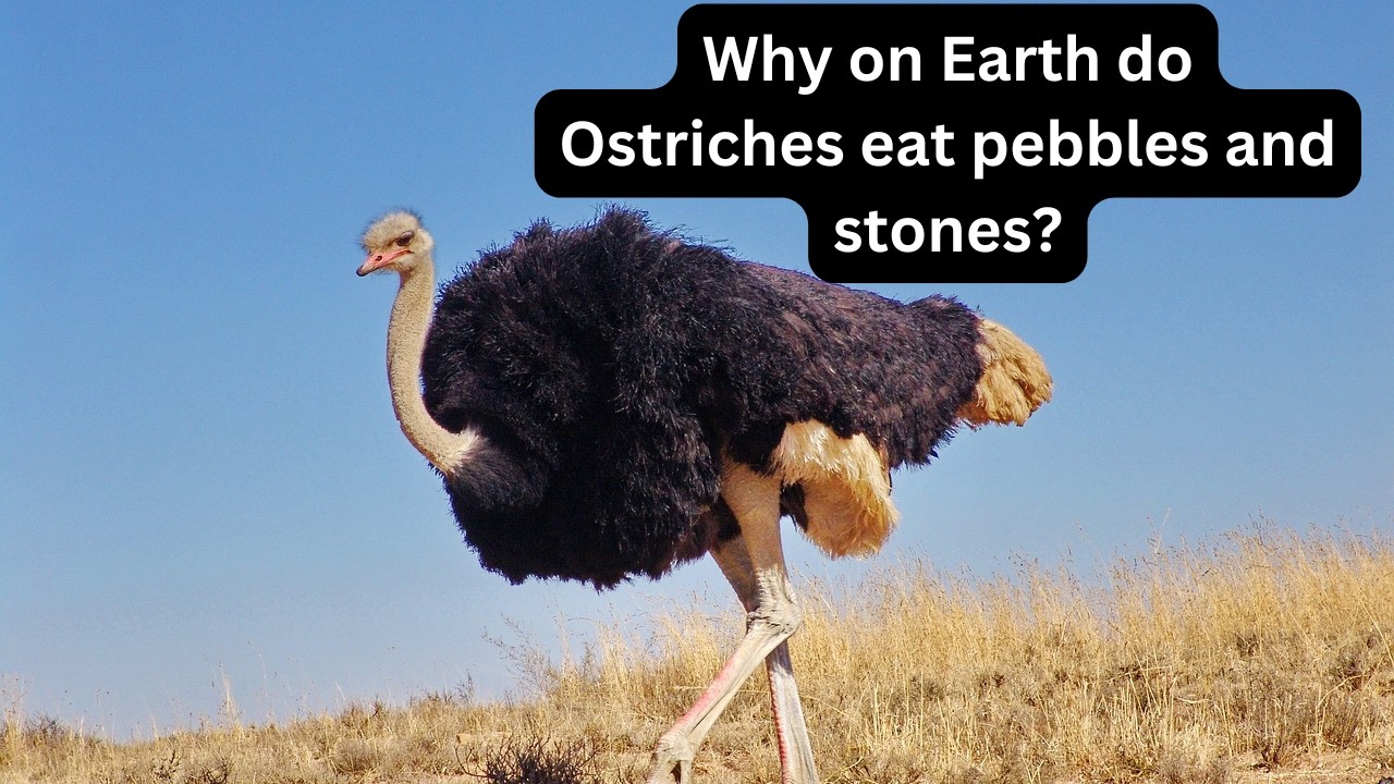 Why Do Ostriches Eat Stones and Pebbles? - YouTube