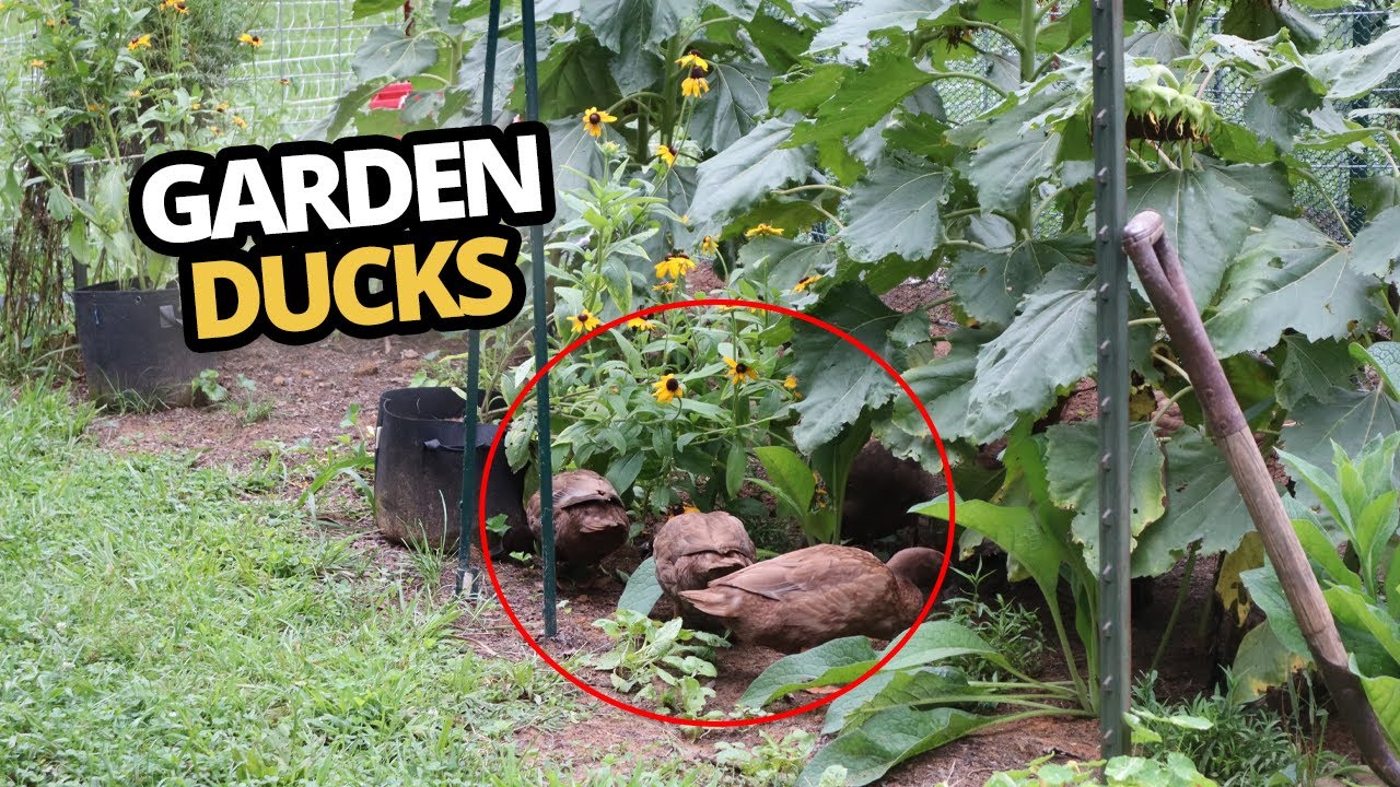 Ducks in the garden, why you need some garden ducks in your life! Fun ...