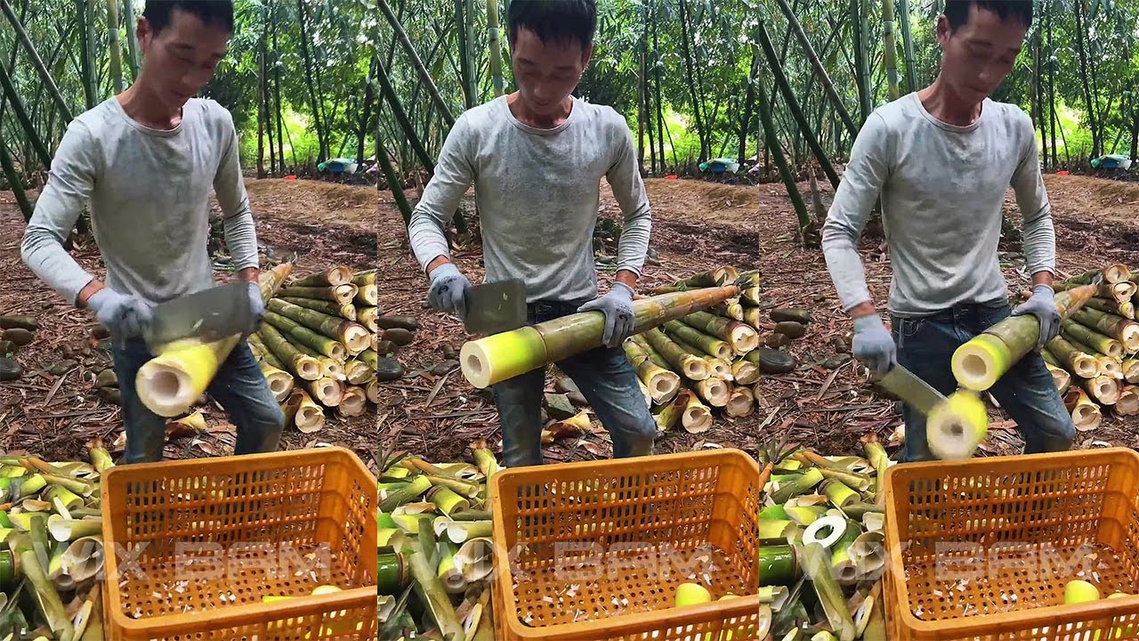 How To Cutting Bamboo Shoot Professional P195 - YouTube
