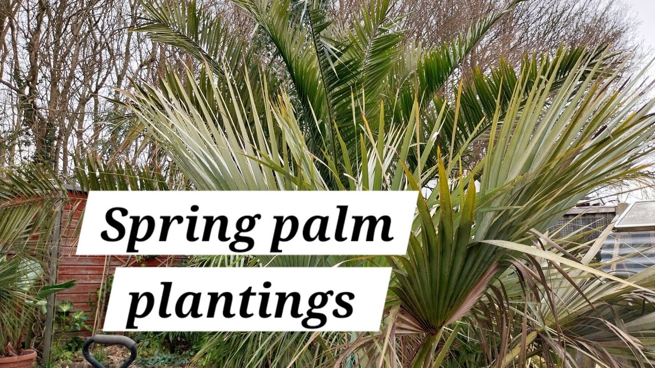 First palm plantings of the year - YouTube