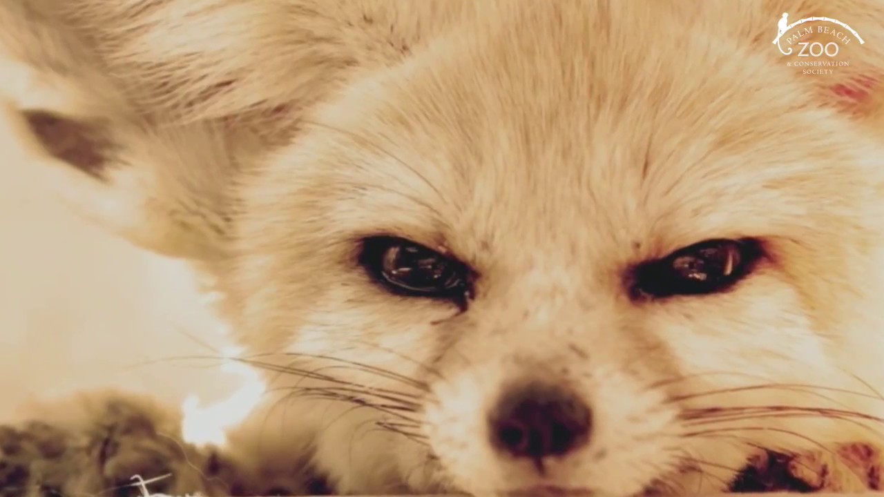 Fennec Fox Friday Love - YouTube