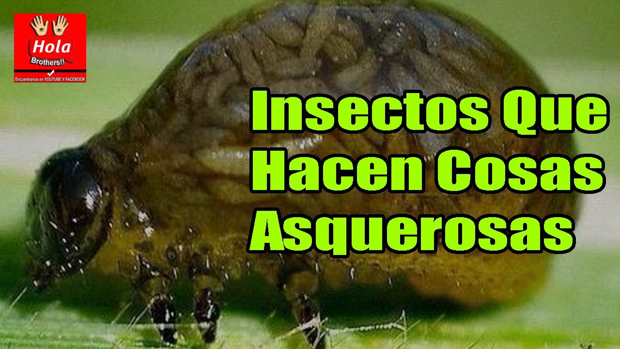 Top 10 Insectos Que Hacen Cosas Asquerosas: ¡Descubre Sus Hábitos y ...