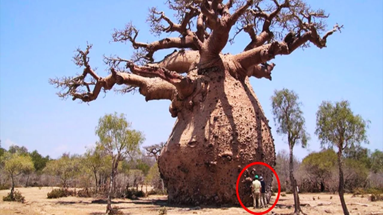 Top 5 Biggest Trees on Earth - YouTube