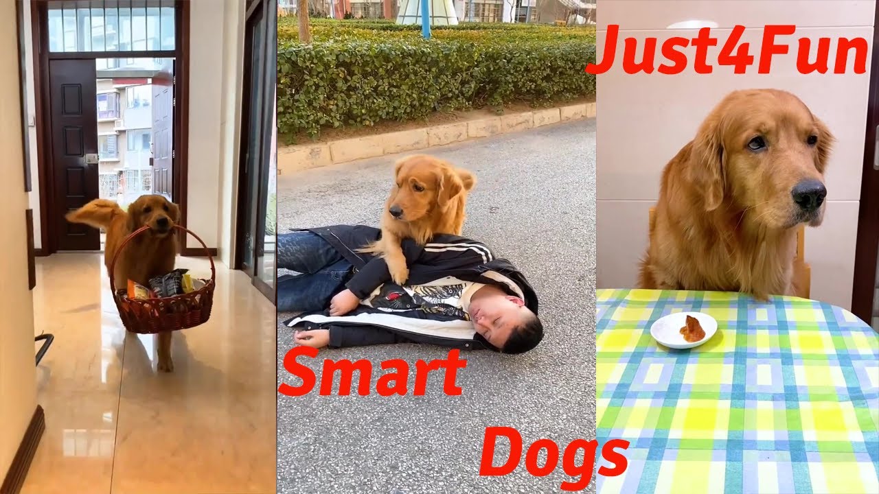 Funny dogs compilation | funny memes compilation and awesome animals ...
