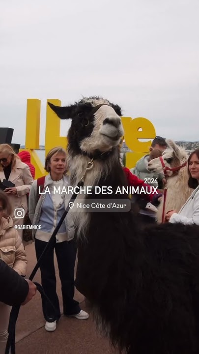 La marche des Animaux #travel #dicas #frança #brasileirospelomundo ...