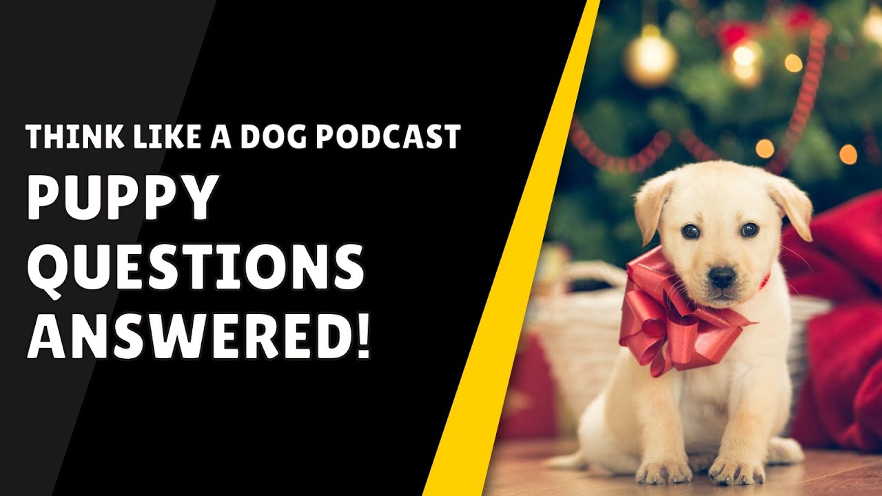 Puppy Questions You've Asked And We've Answered! - YouTube