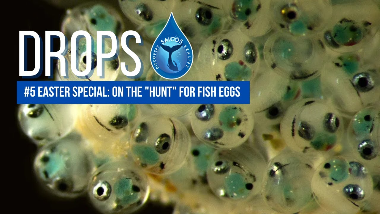 Easter Special: on the "hunt" for fish eggs | DROPS #5 - YouTube