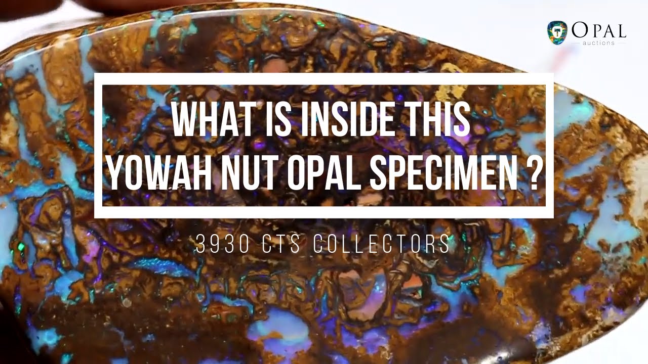 What is inside? Yowah Nut Specimen | Opal Auctions - YouTube