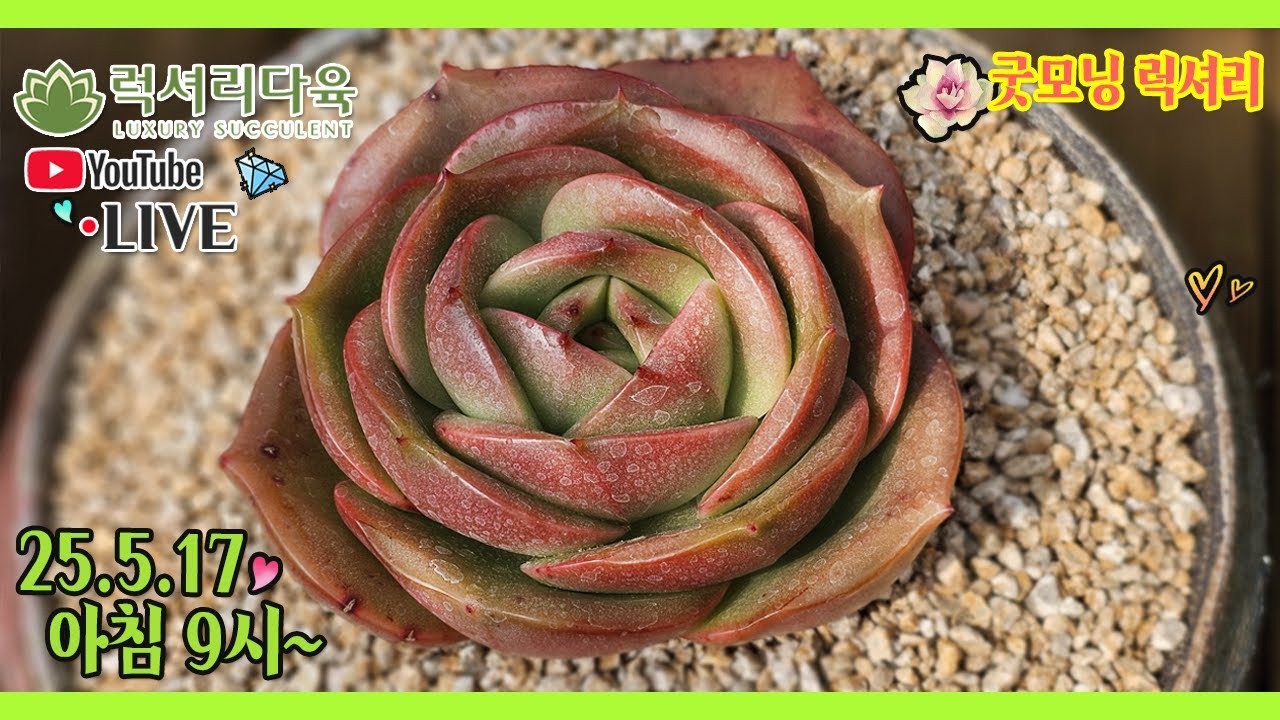 오픈식 준비로 점점 더 예뻐지는 럭셔리다육에서~ 주말 아침 시작해보세용😍 어여쁜 다육가득 럭셔리한 아침😍 25년 5월 17일 럭셔리다육 실시간방송 럭셔리다육 Youtube