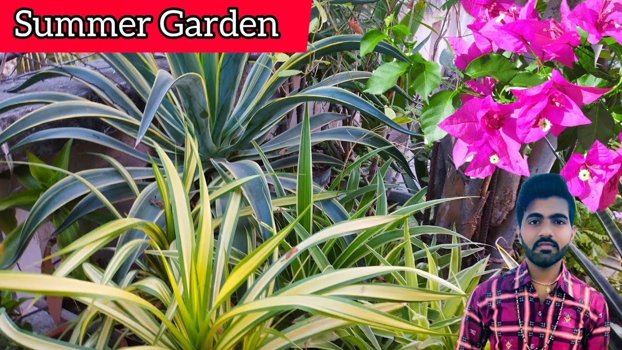 Summer Garden Overview 🍁 My Terrace Garden Overview & Plant Vare Tips ...