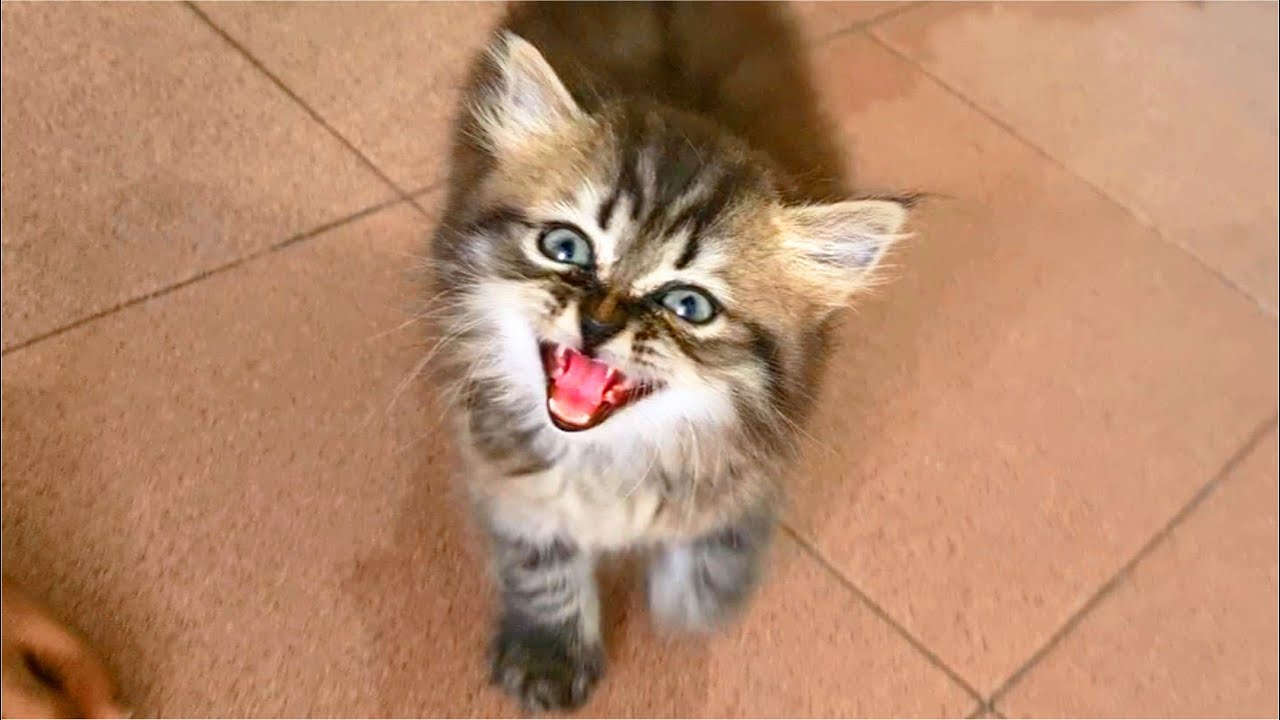Kitten Meowing SO CUTE Before Attacking Me - YouTube