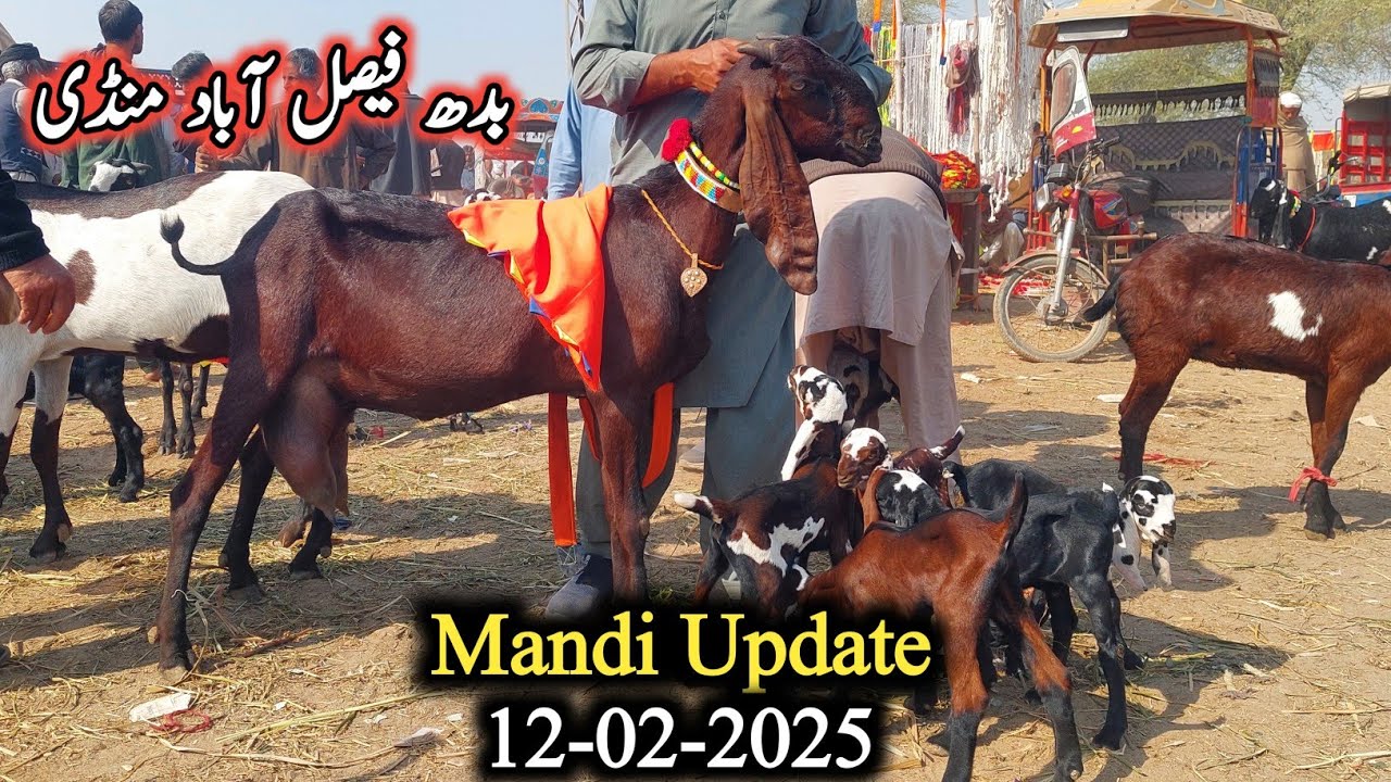 Today Latest Update Faislabad Bakra Mandi-Milking Goats With Kids ...