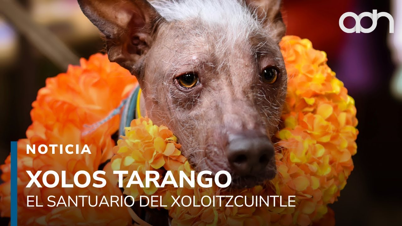 Xolos Tarango, el santuario del perro más emblemático de México, el ...