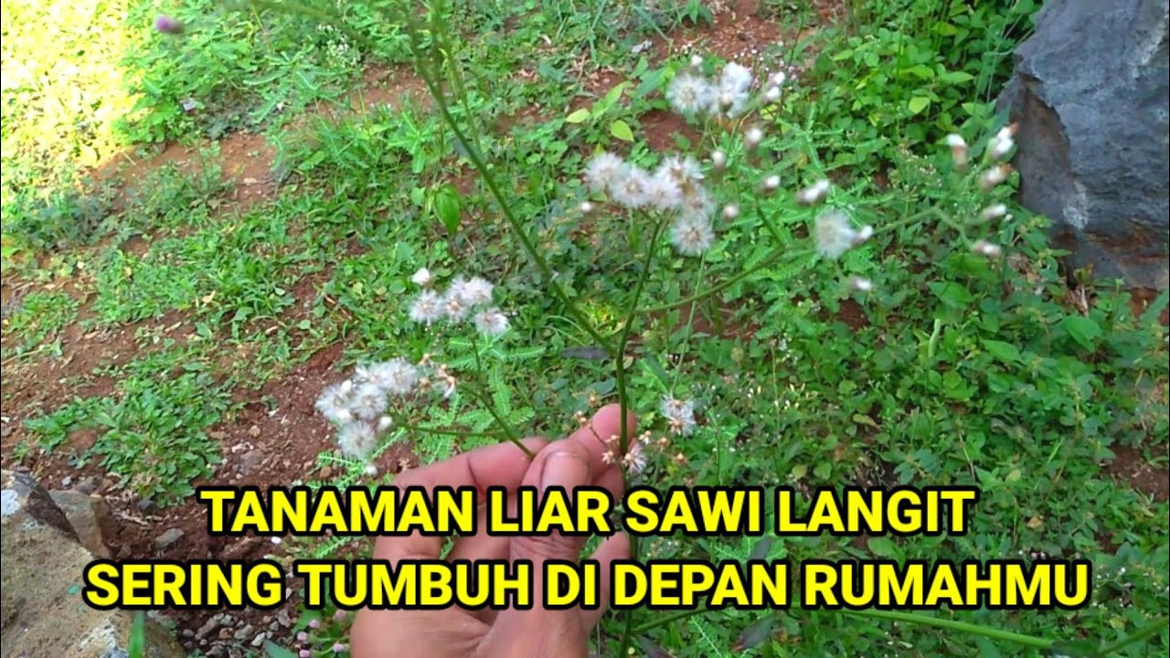 Tanaman Liar Sawi Langit Tapi Tumbuh Di Halaman Rumah - YouTube