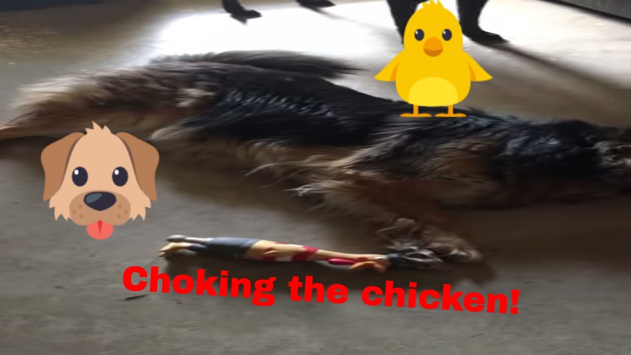 Choking the chicken - YouTube