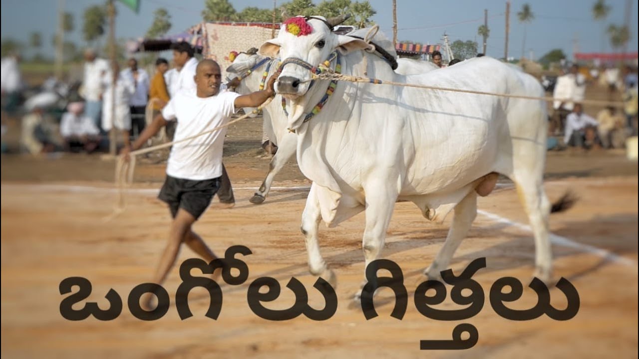 ఒంగోలు గిత్తలు|| ONGOLU GITTALU|| YEDDULA PRADARSHANA|| YEDDULU ...