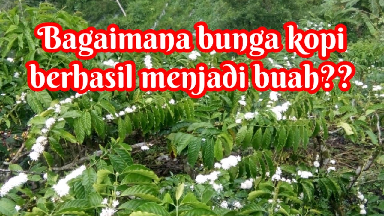 Bagaimana bunga kopi berhasil menjadi buah?? - YouTube