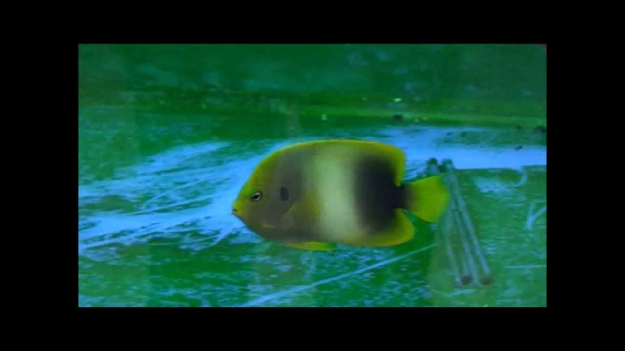 67西非神仙幼魚(西非仙 香港)Holacanthus africanus juvenile(Guinean angelfish ...