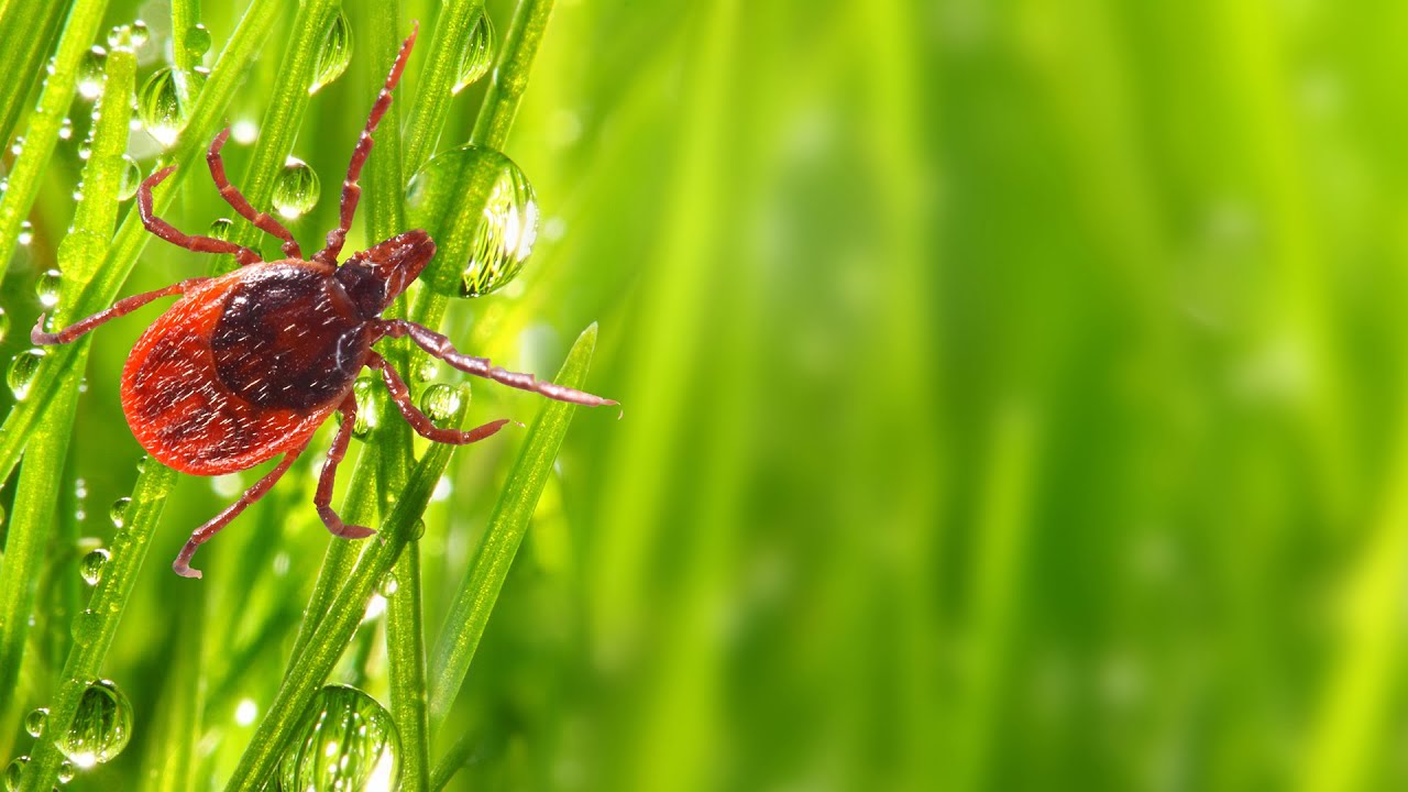 Modified two-tiered testing for Lyme disease - YouTube