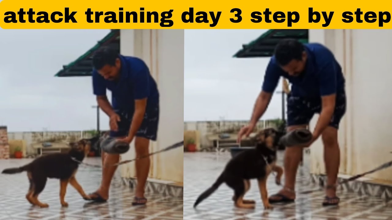 Puppy attack training , dog bite / puppy bite sleeve training step 3 ...