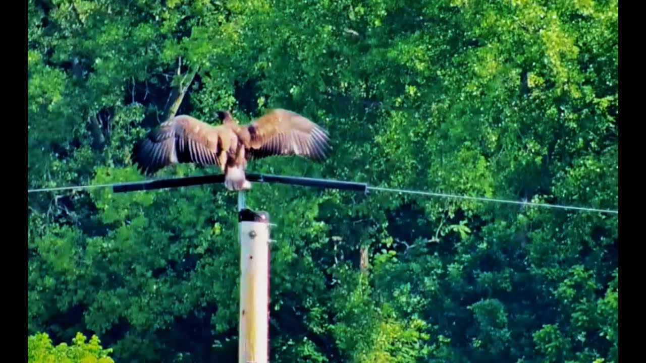 Decorah Eagles- Red Winged Blackbird Dive Bombs D35 ? On Top Of A Pole ...