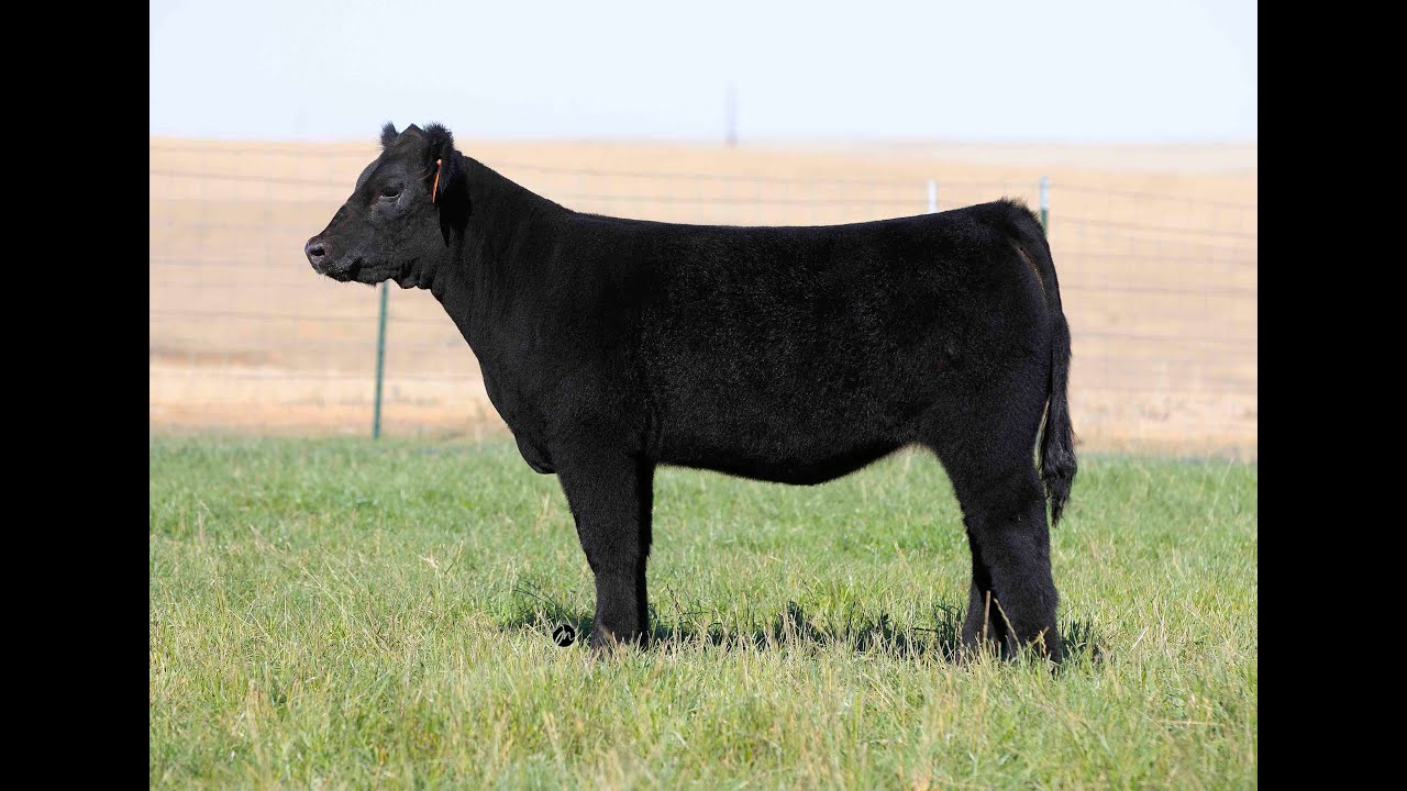 Tag 436 | Hockaday Cattle Company - YouTube