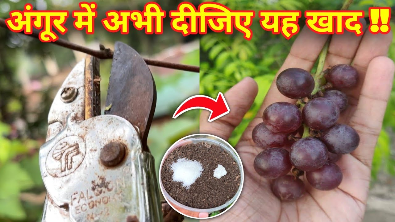 Grapes Plant Care Before Winter (IN HINDI) Angoor Plant Kaise Lagaye ...