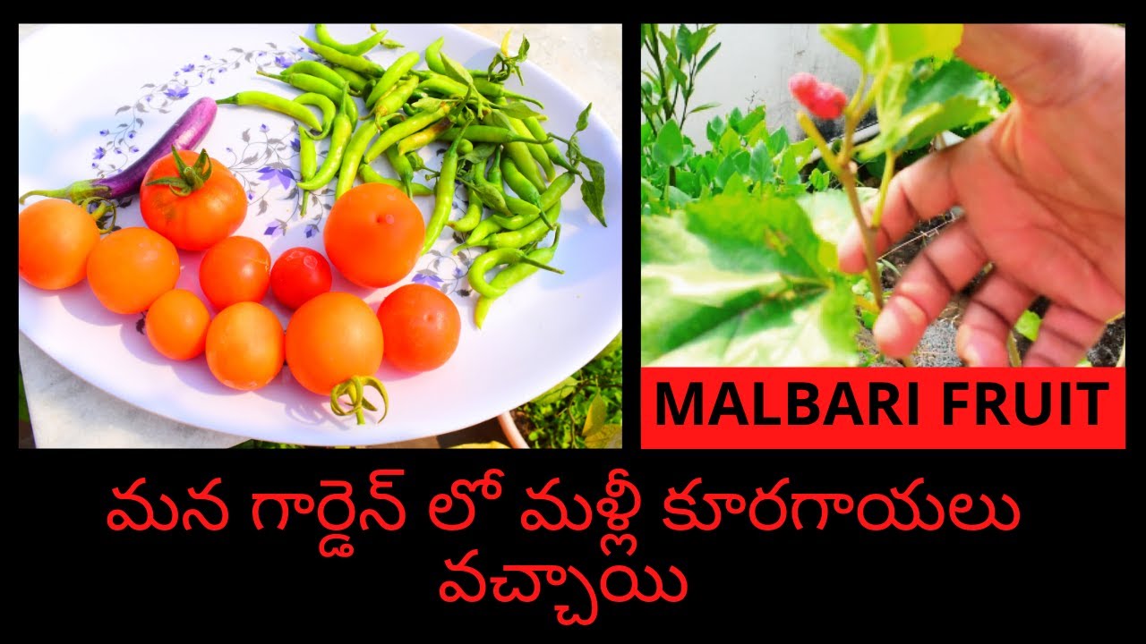 //మన గార్డెన్ లో మళ్లీ కూరగాయలు వచ్చాయి //MALBARI FRUIT// HARVEST ...